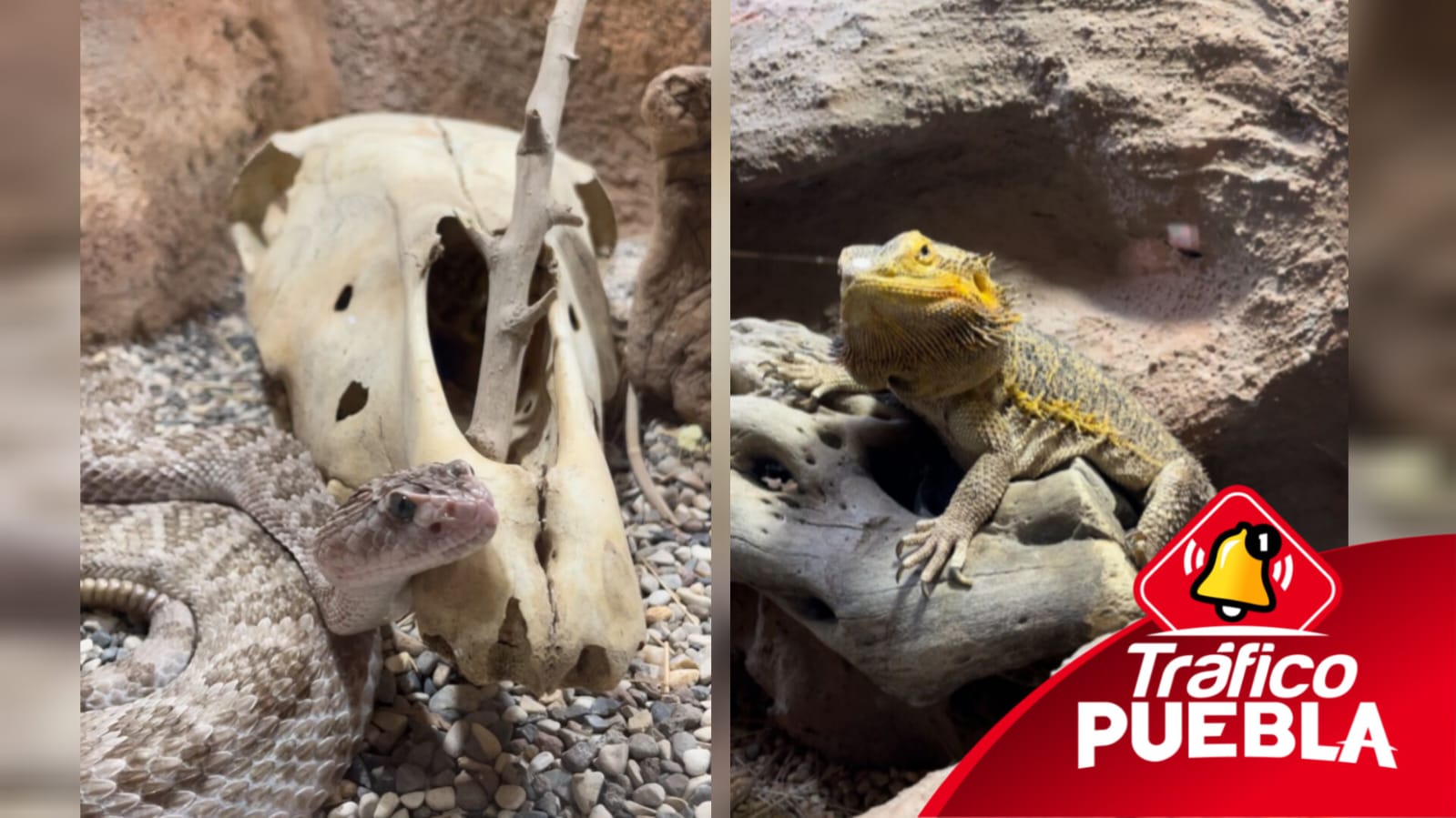 Descubre el fascinante mundo del Museo Viviente en Puebla