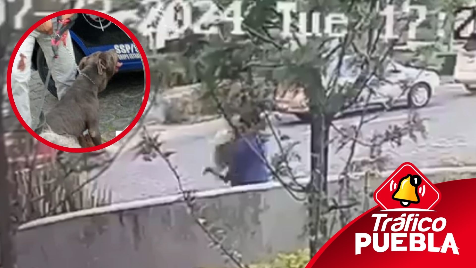 VIDEO: Una perrita murió tras ser atacada por un pitbull en Angelópolis - Tráfico Puebla